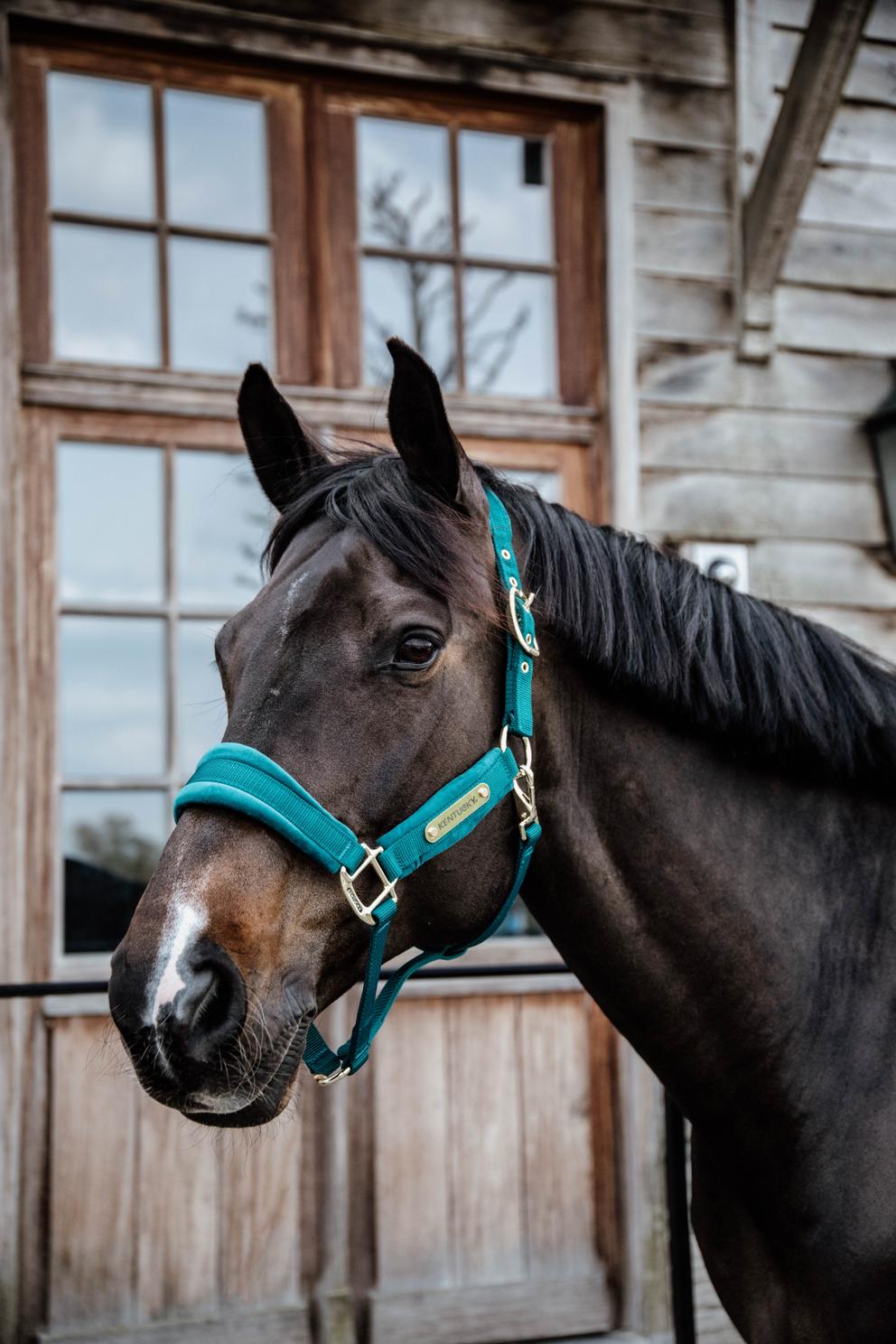 Velvet Halter emerald cob | COB | Emerald | 42558-71-COB | Kentucky