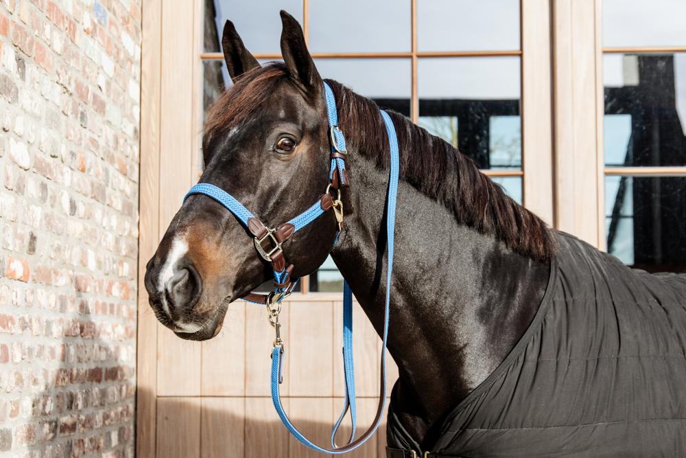 NEW PLAITED NYLON COLORS | Kentucky