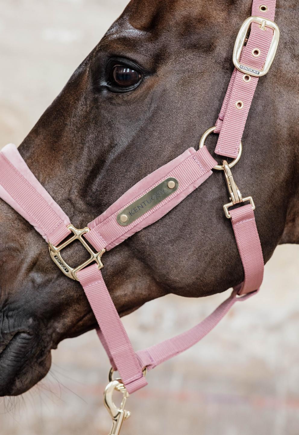 Velvet Halter old rose cob | COB | Old rose | 42558-10-COB | Kentucky